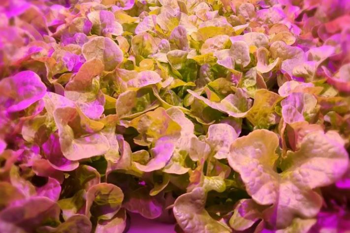 Conheça a Pink Farm, uma fazenda vertical - Vídeo - TV Gazeta