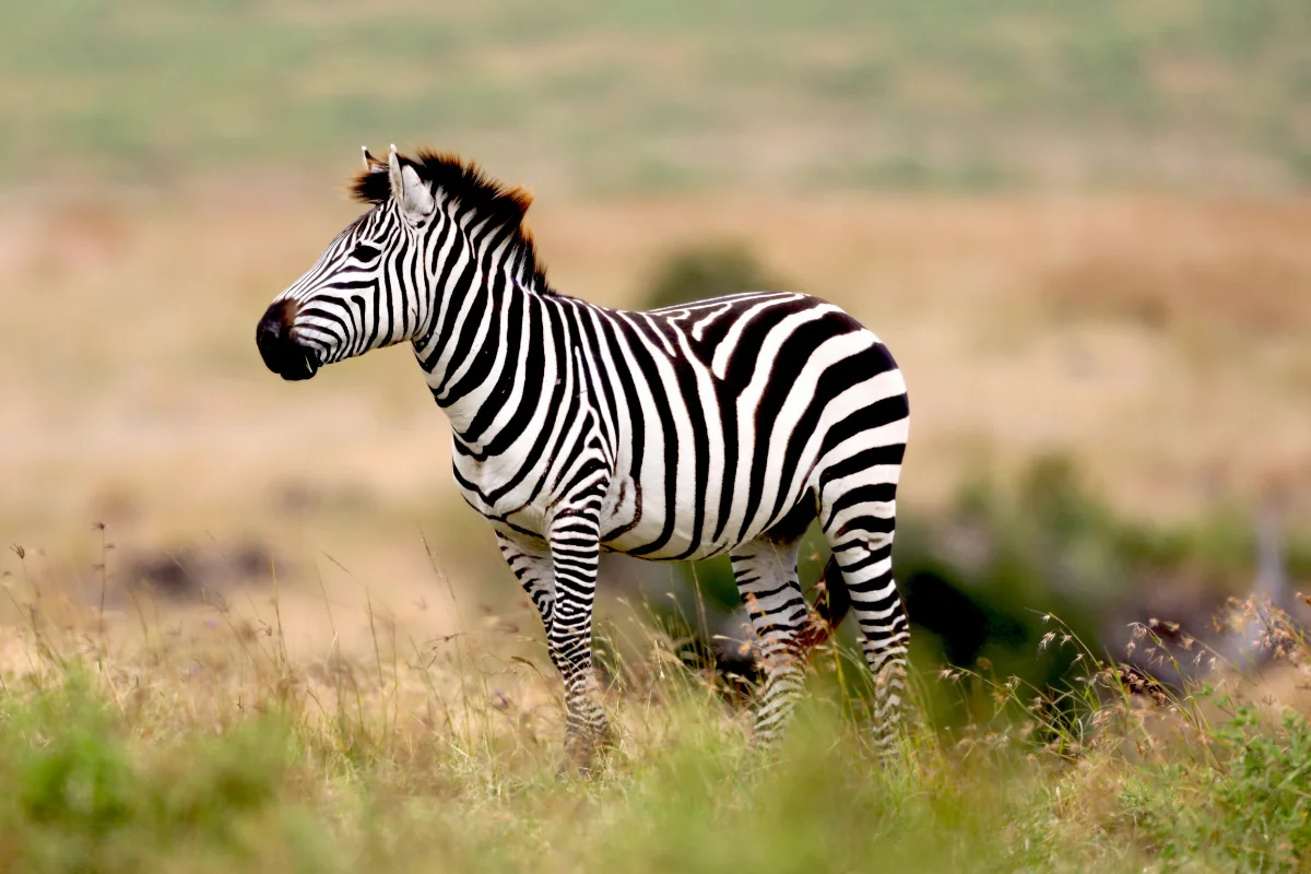 Parque em SP que abriga uma família de zebras - TV Gazeta - Você por ...
