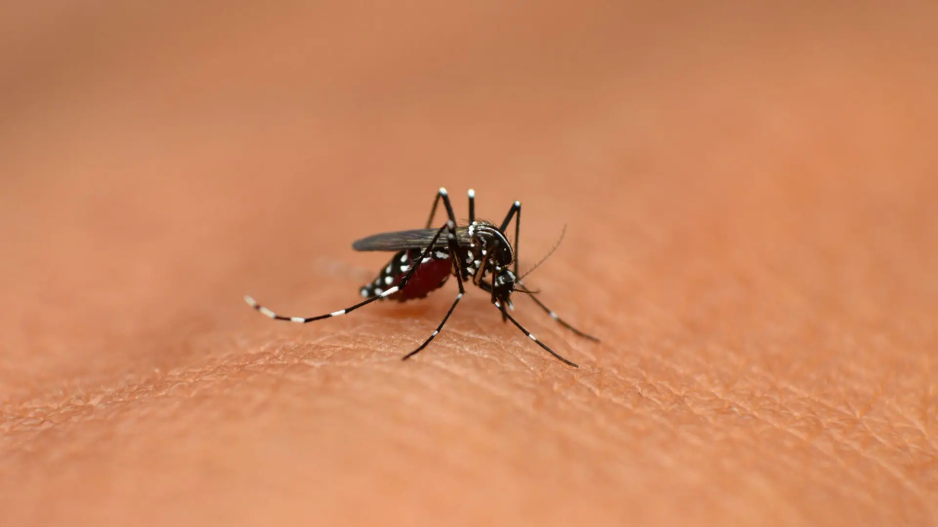 SP cria Centro de Emergência de Combate à Dengue - TV Gazeta - Você por ...